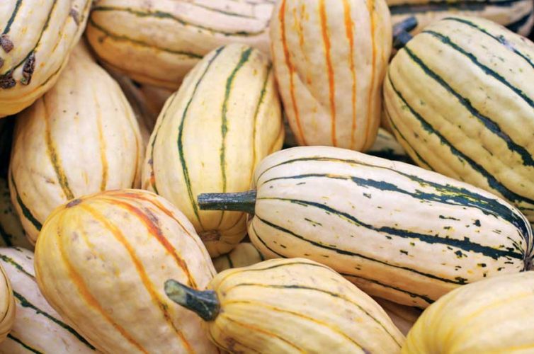 Heirloom Winter Squash Varieties - Grit